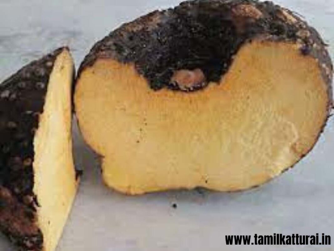 கல்வி கட்டுரை | Kalvi Katturai In Tamil