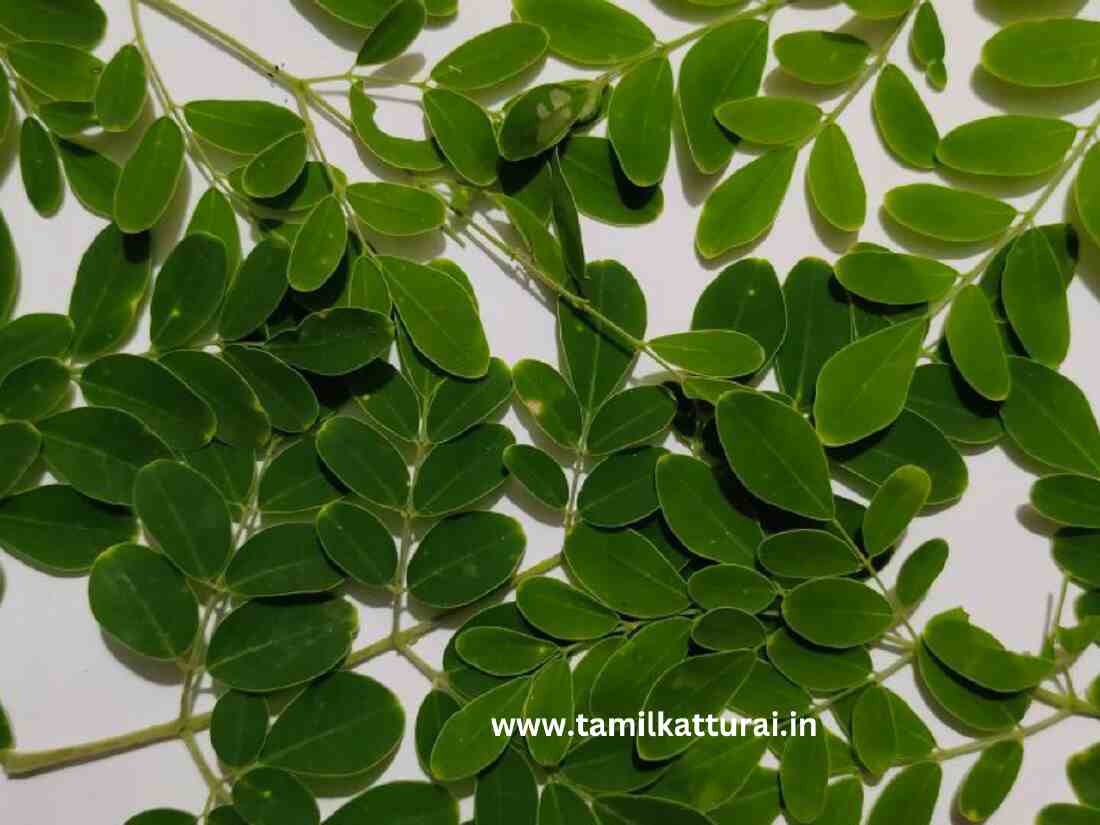 முருங்கை கீரை நன்மைகள் | Murungai Keerai Benefits