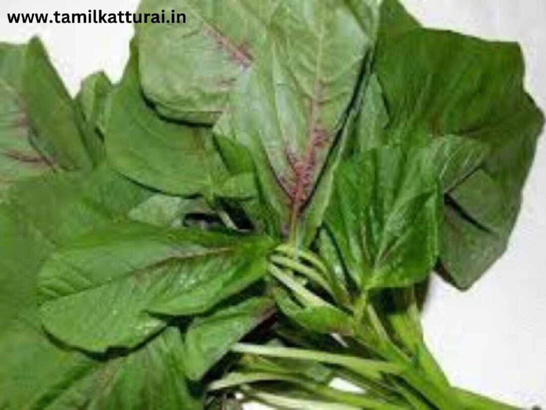 தண்டுக்கீரை பயன்கள் | Thandu Keerai Benefits In Tamil