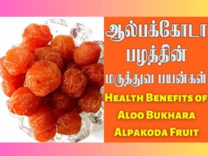 ஆல்பக்கோடா பழம் பயன்கள் | Alpakoda Fruit In Tamil