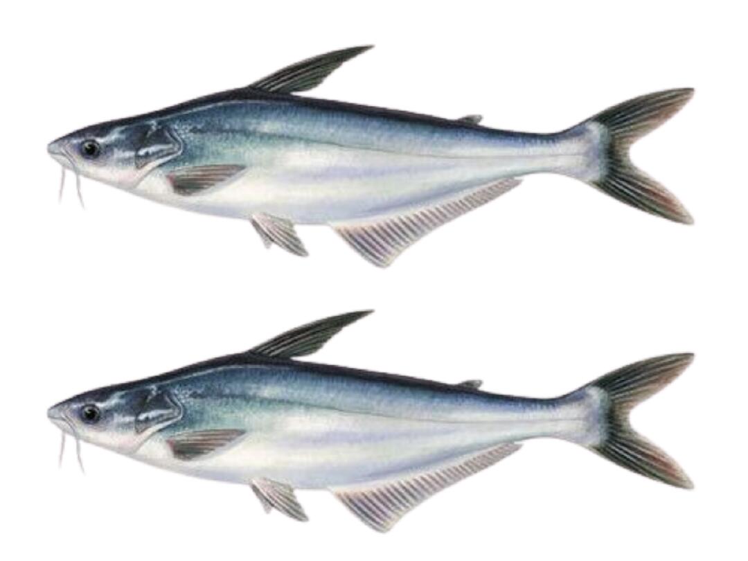 பாசா மீன் சாப்பிடுவதால் ஏற்படும் நன்மைகள் | Basa Fish In Tamil