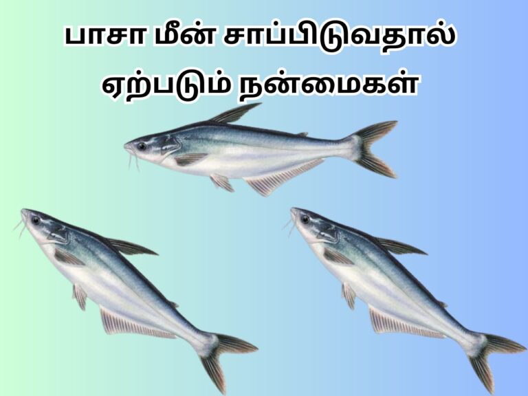 பாசா மீன் சாப்பிடுவதால் ஏற்படும் நன்மைகள் | Basa Fish In Tamil