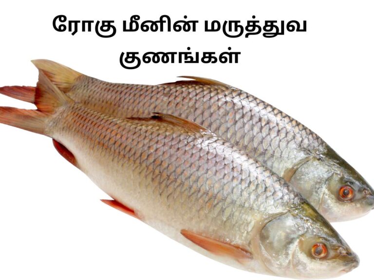 ரோகு மீன் பயன்கள் | Rohu Fish In Tamil